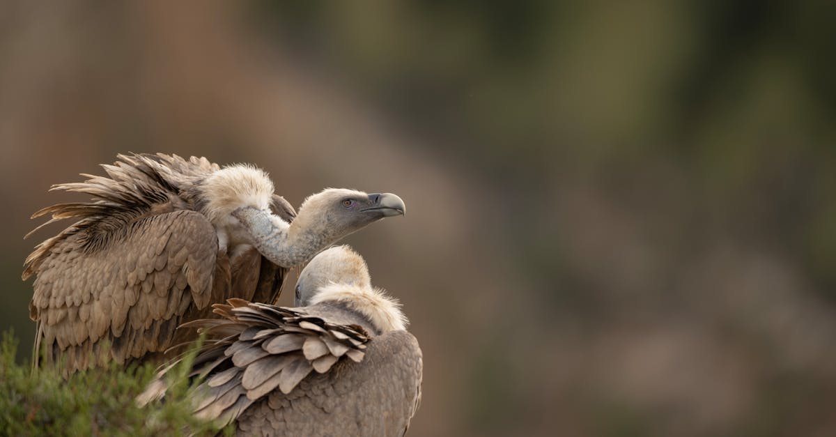 Les majestueux oiseaux de proie : prédateurs du ciel - MegaSoluce